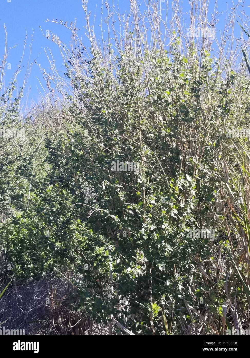 southern coastal bushmallow (Malacothamnus fasciculatus Stock Photo - Alamy