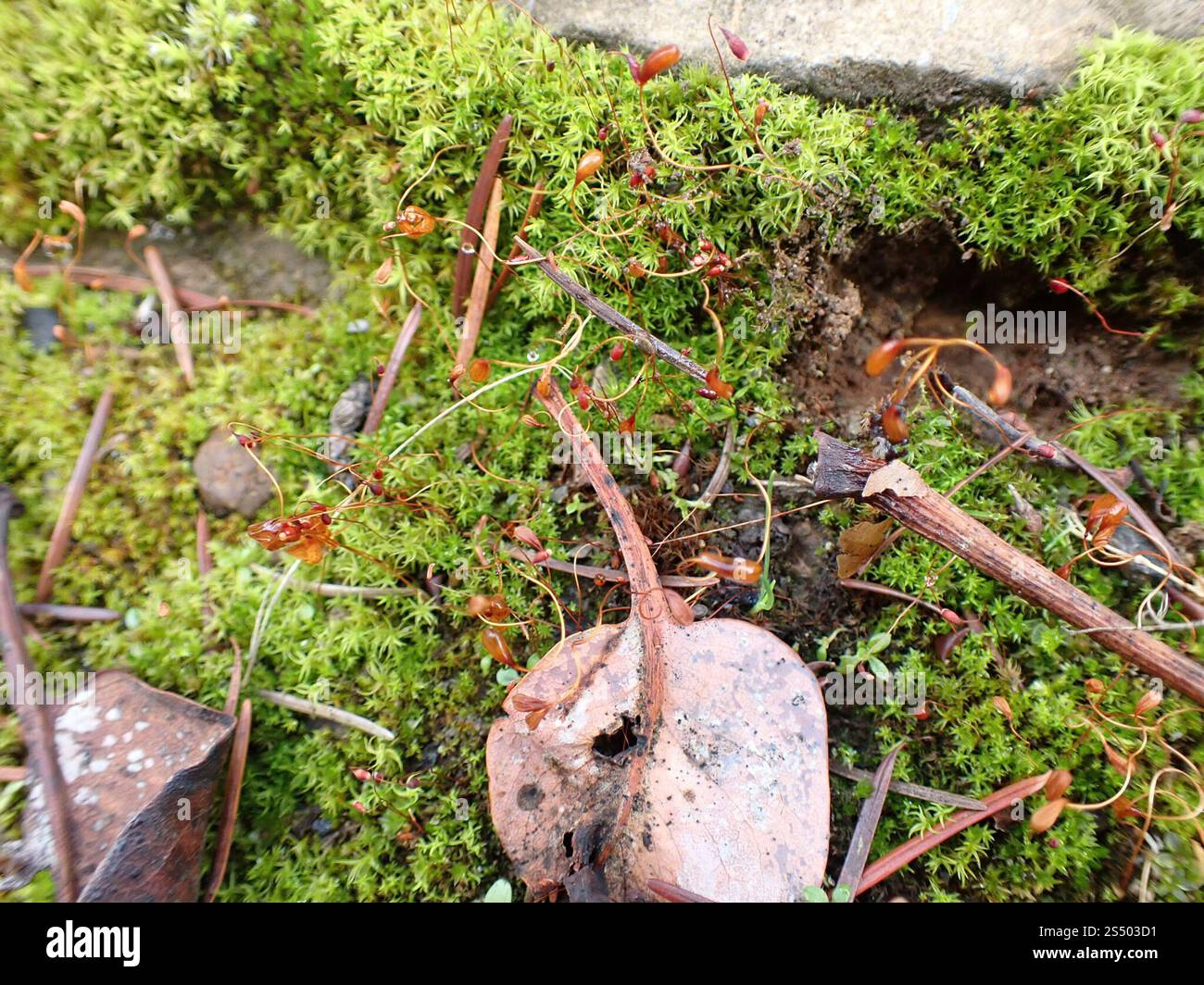 Bonfire moss (Funaria hygrometrica Stock Photo - Alamy