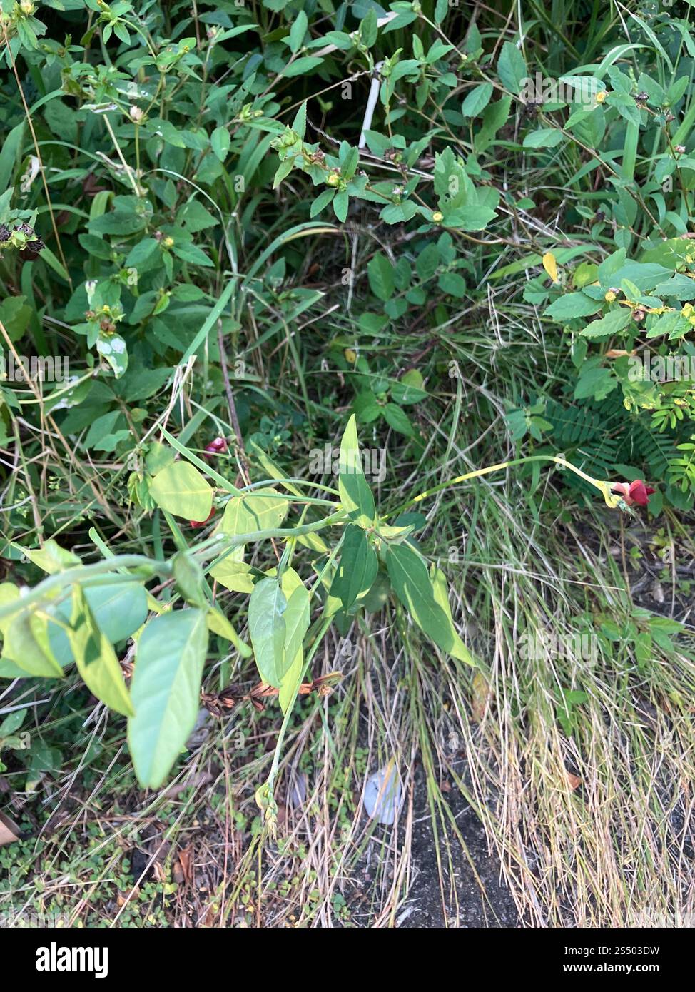 Phasey Bean (Macroptilium lathyroides Stock Photo - Alamy