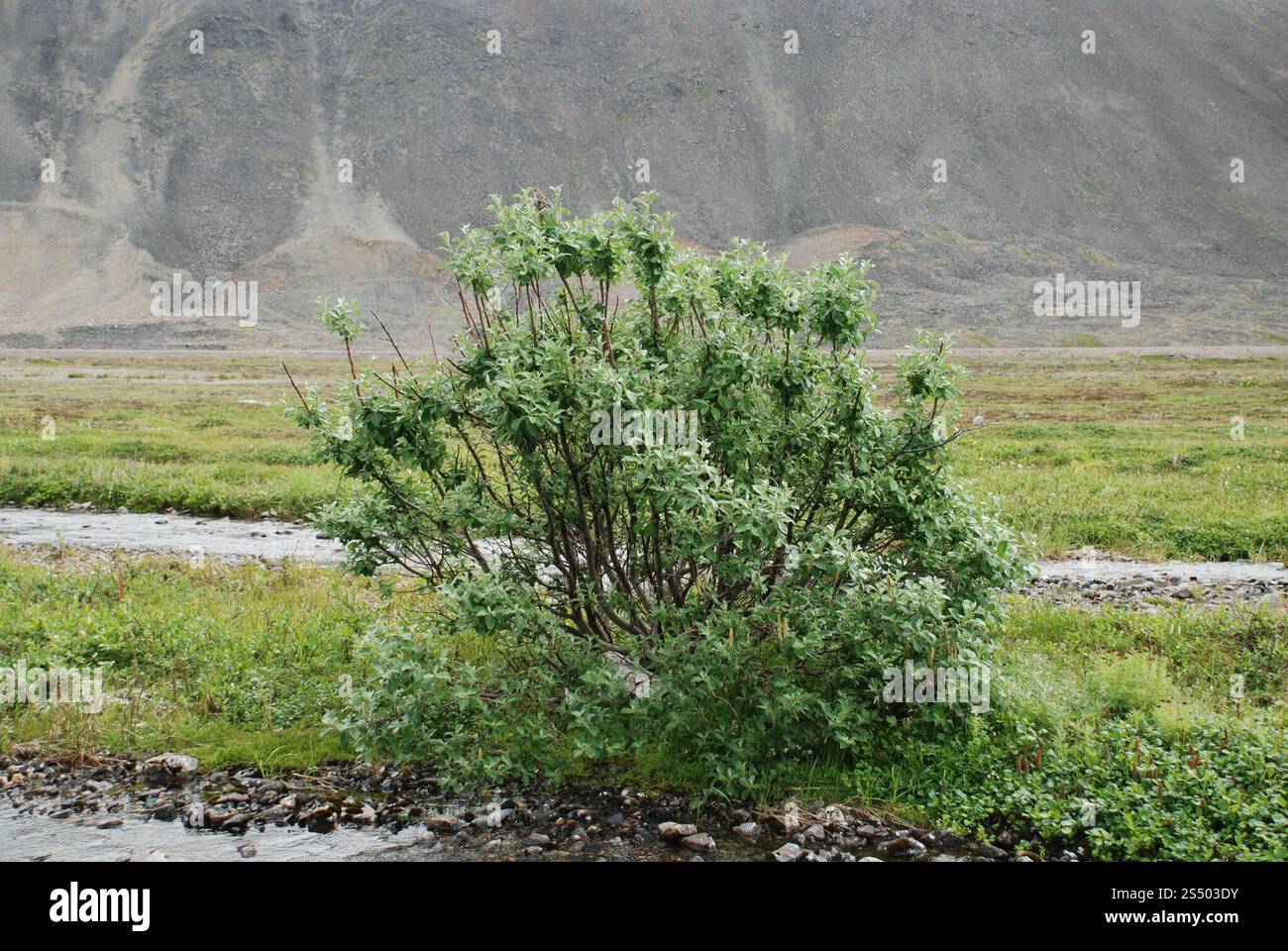 Alaska willow (Salix alaxensis Stock Photo - Alamy