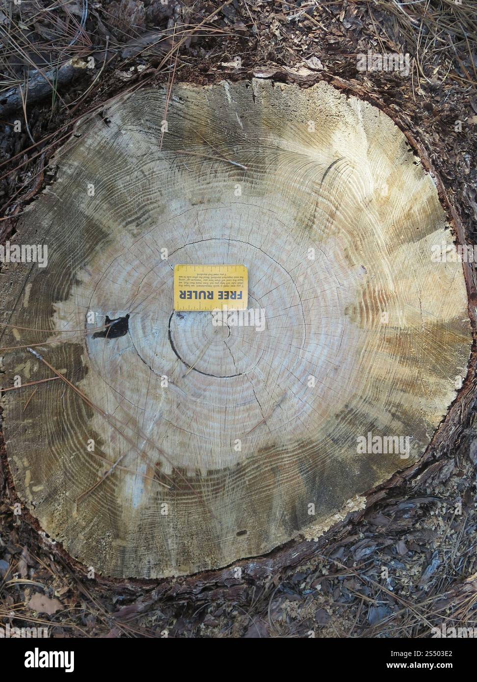 loblolly pine (Pinus taeda Stock Photo - Alamy