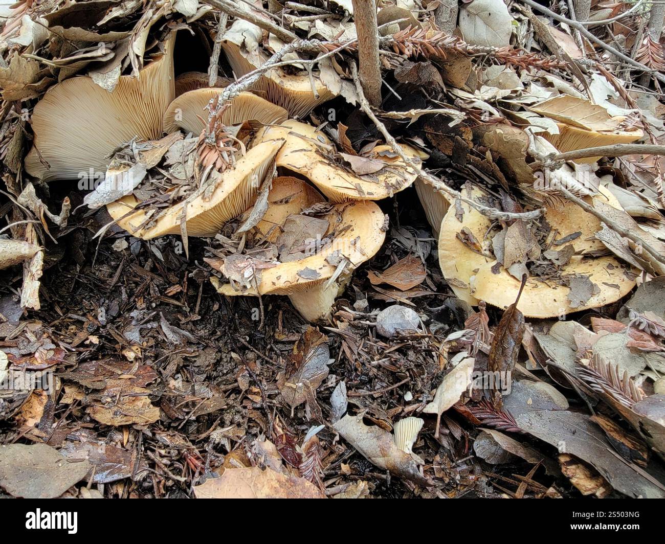 golden milkcap (Lactarius alnicola Stock Photo - Alamy