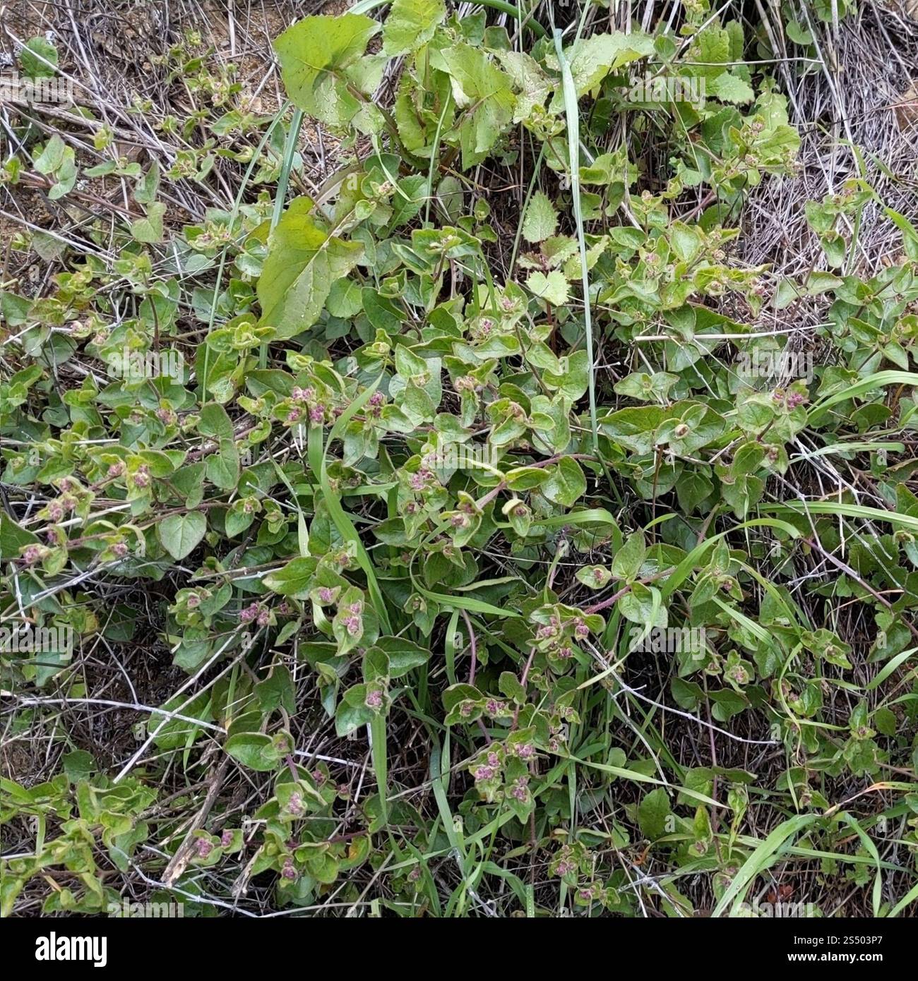 Wishbone Bush (Mirabilis laevis Stock Photo - Alamy