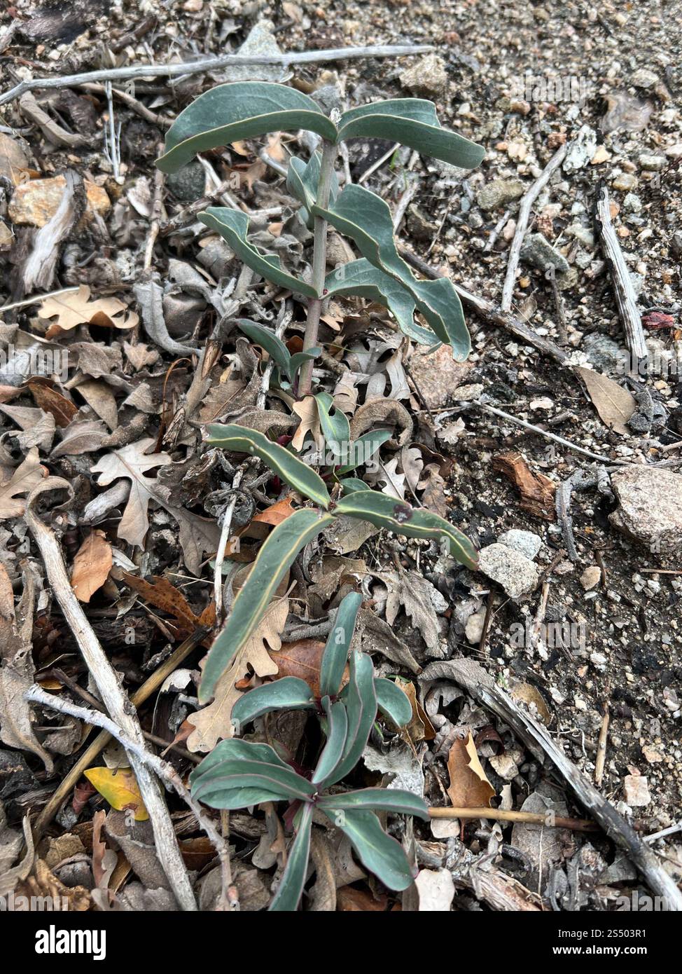 scarlet bugler (Penstemon centranthifolius Stock Photo - Alamy
