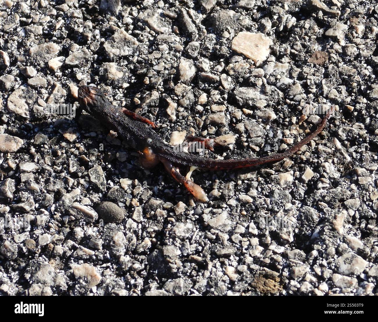 Southern Spectacled Salamander (Salamandrina terdigitata Stock Photo ...
