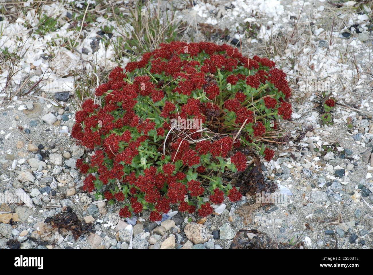 western roseroot (Rhodiola integrifolia Stock Photo - Alamy