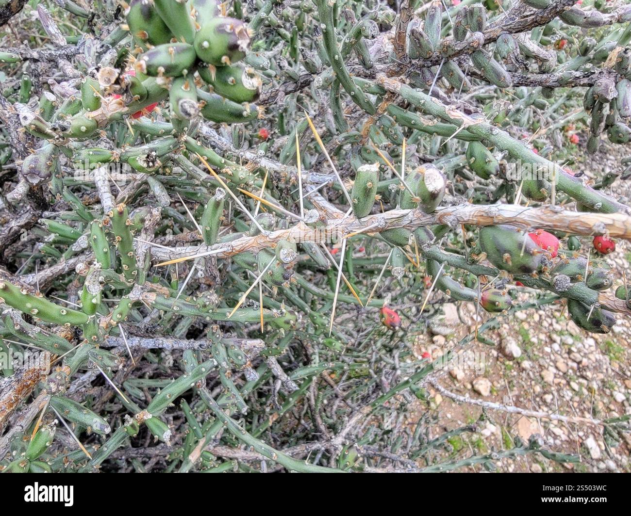 Christmas cholla (Cylindropuntia leptocaulis Stock Photo - Alamy