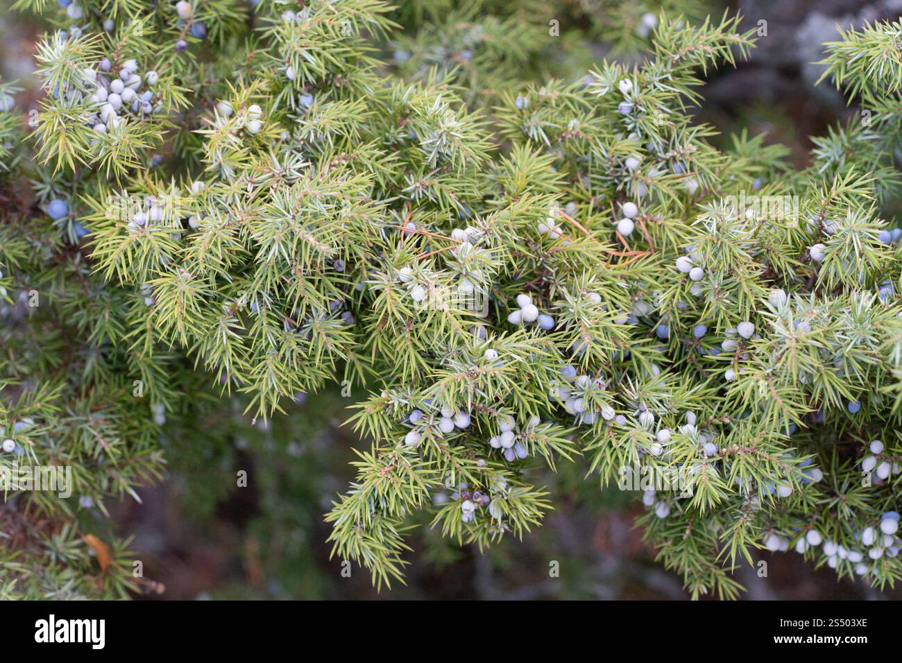 common juniper (Juniperus communis Stock Photo - Alamy
