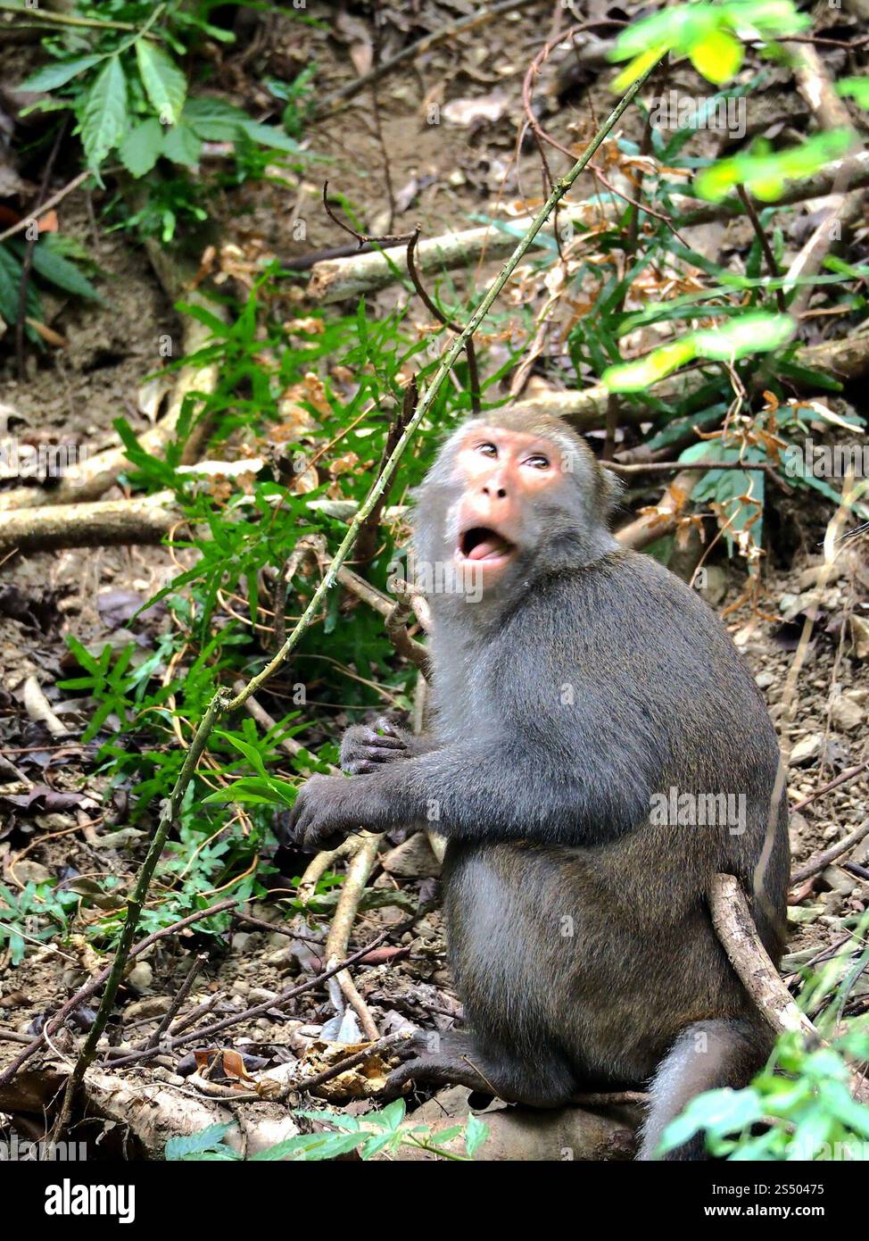 Formosan Rock Macaque (Macaca cyclopis Stock Photo - Alamy
