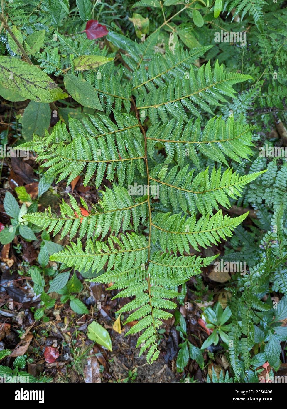Spiny Tree Fern (Alsophila spinulosa Stock Photo - Alamy