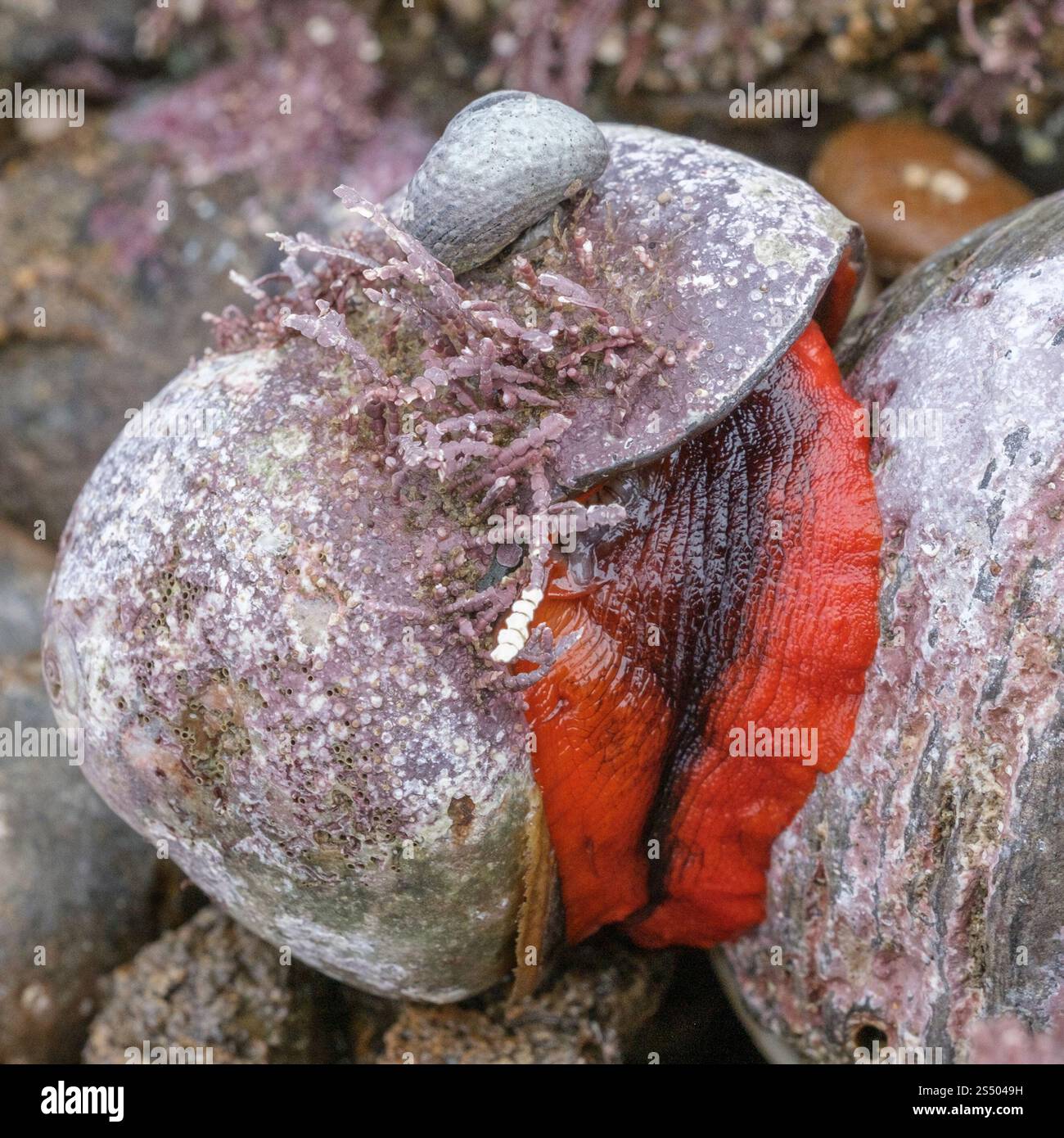 Norris's Topsnail (Norrisia norrisii Stock Photo - Alamy
