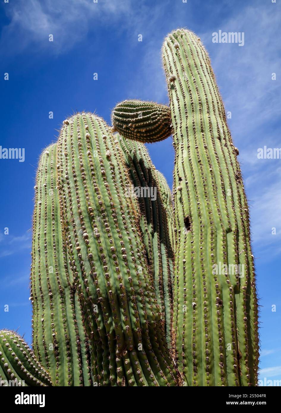 Giant cactus close up view. Tilcara, Argentina. Giant Cactus Stock ...