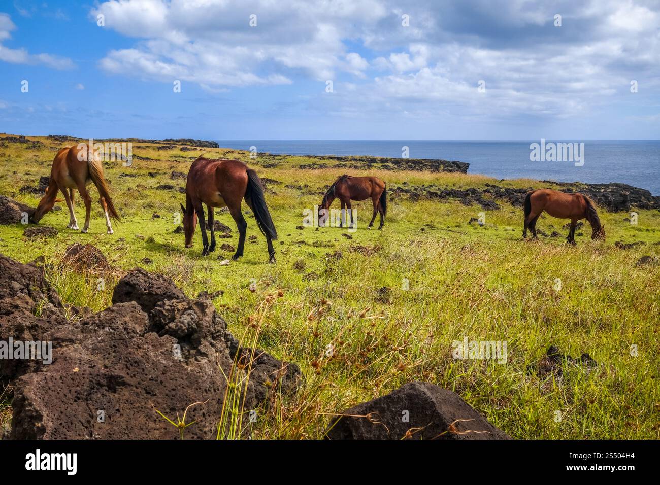 Horses on easter island cliffs, pacific ocean, Chile. Horses on easter ...