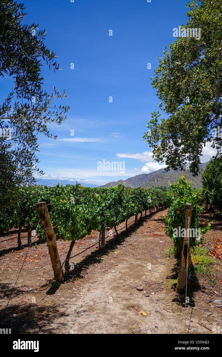 vine field landscape in cafayate, Salta, Argentina. vine field in ...