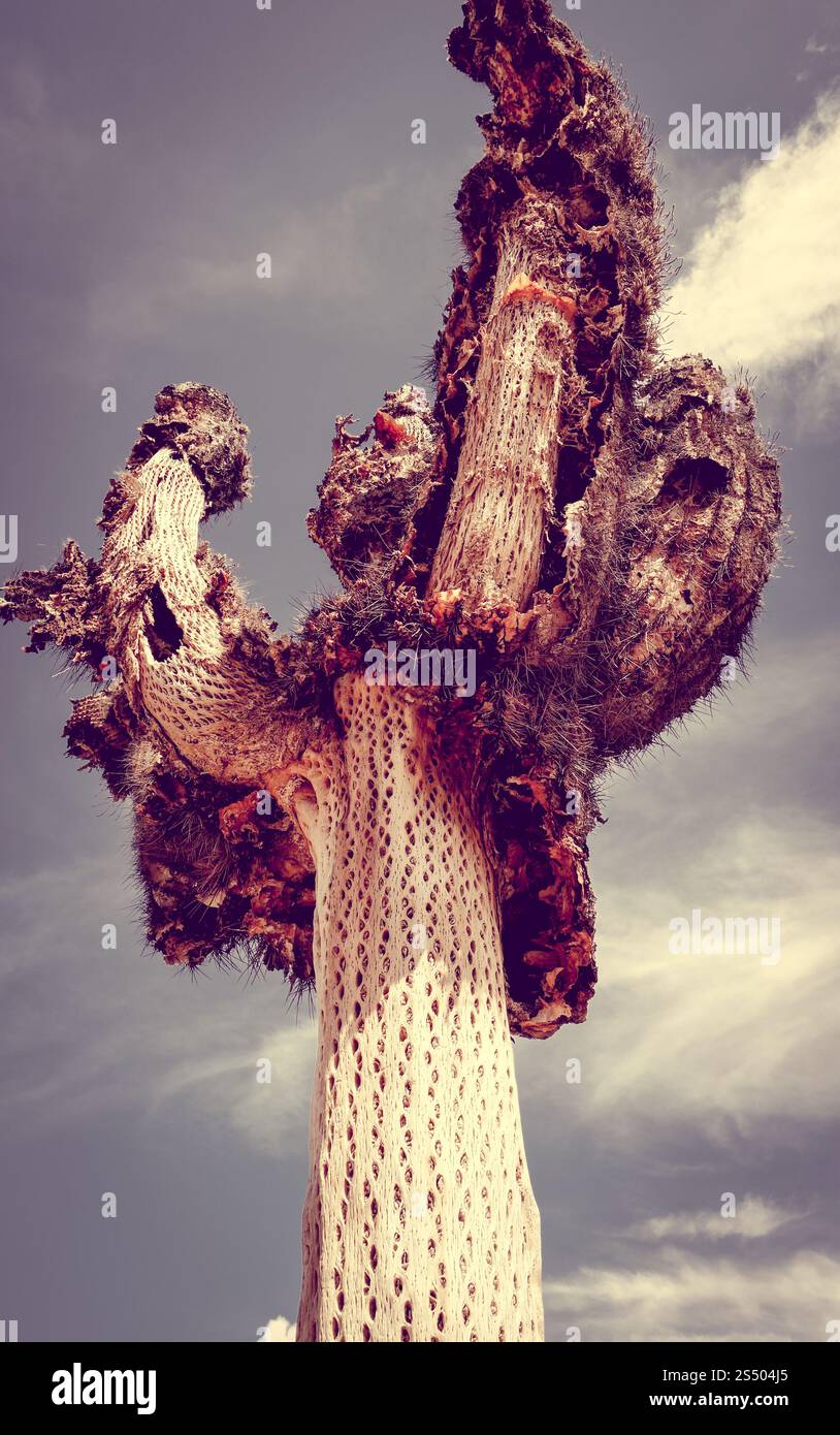 dry giant cactus detail in the Tilcara quebrada, Argentina. Dry giant ...