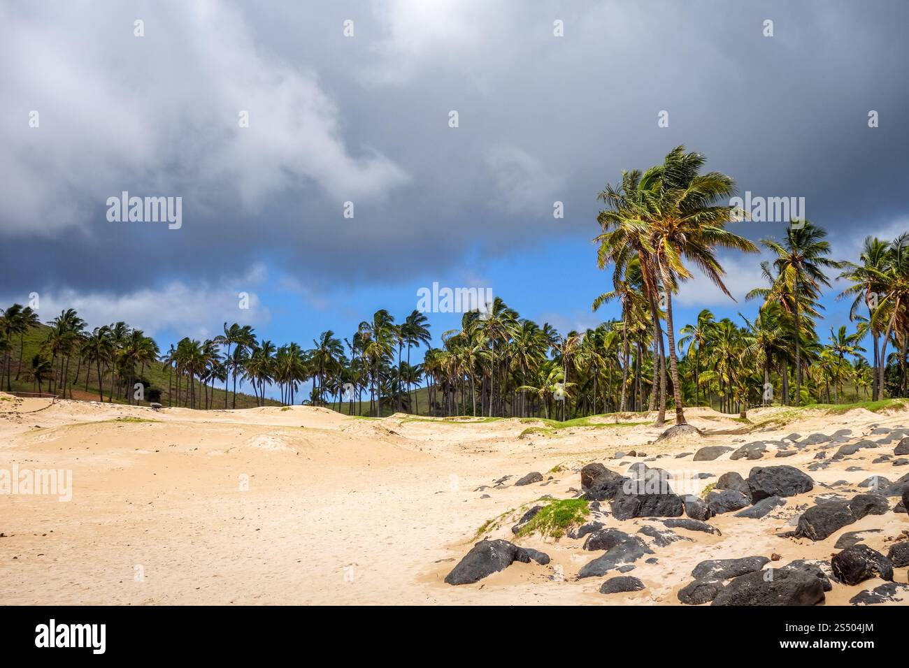 Palm trees on Anakena beach, easter island, Chile. Palm trees on ...
