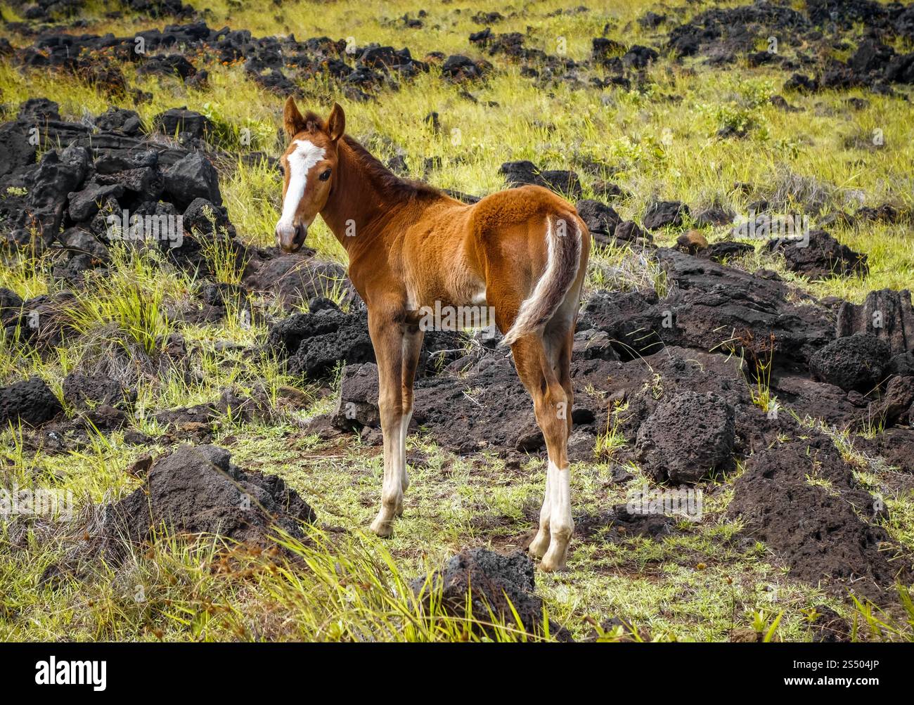 Horse in easter island field, pacific ocean, Chile. Horse in easter ...