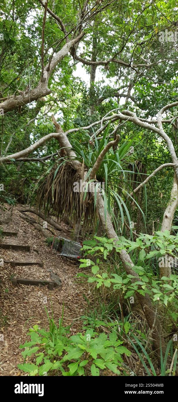 thatch screwpine (Pandanus tectorius Stock Photo - Alamy