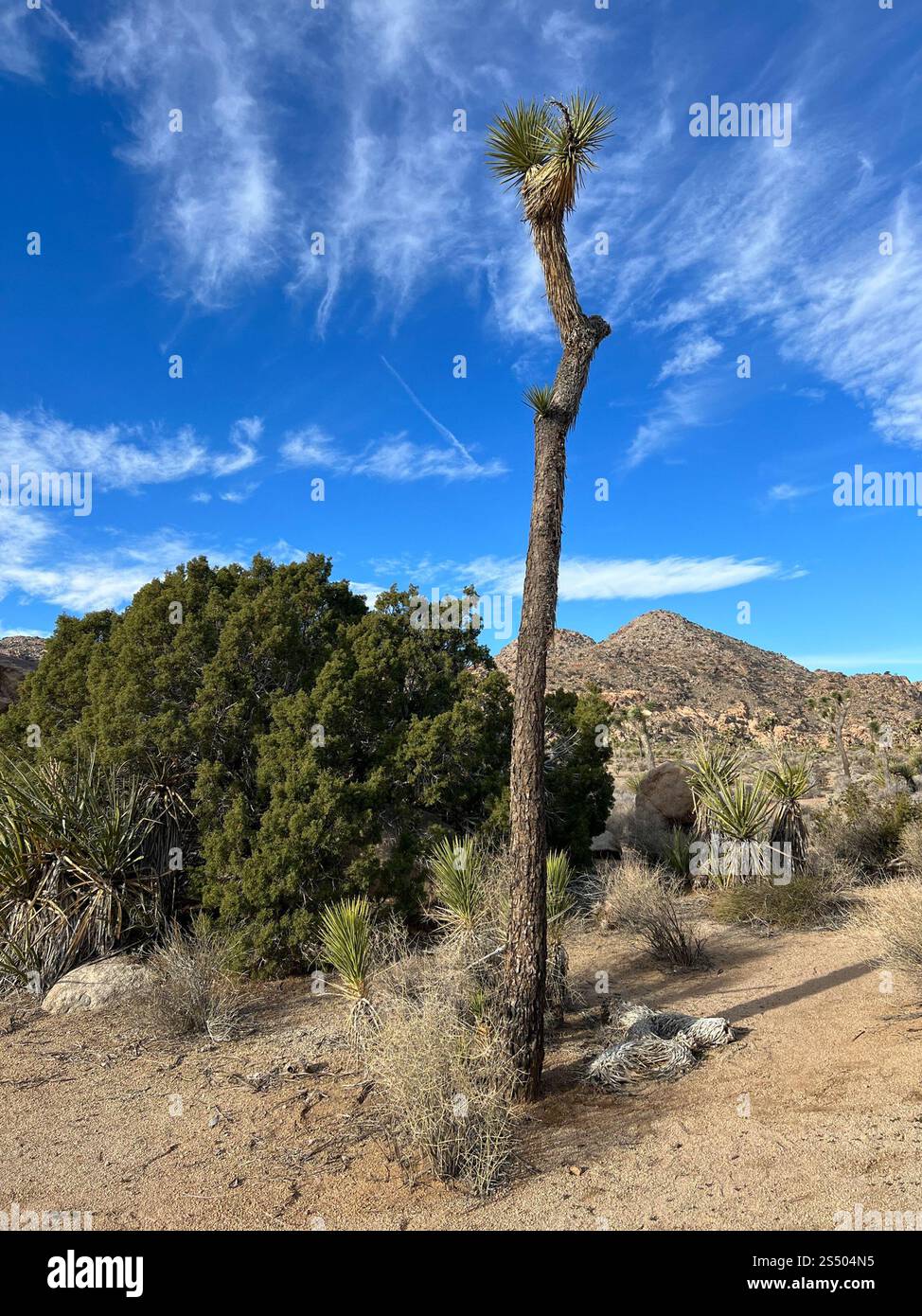 Western Joshua Tree (Yucca brevifolia Stock Photo - Alamy