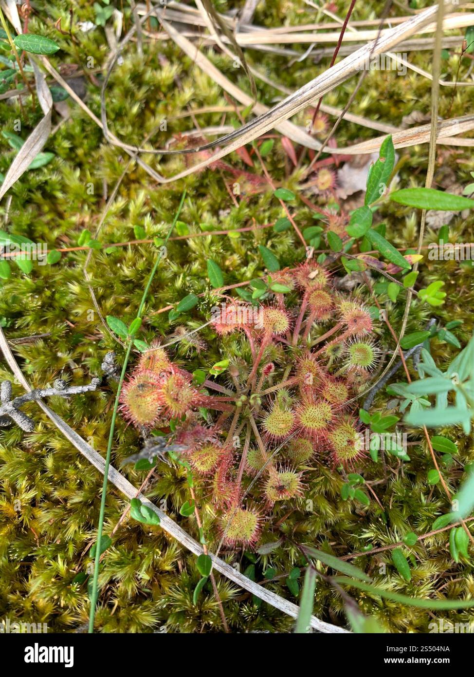 round-leaved sundew (Drosera rotundifolia Stock Photo - Alamy