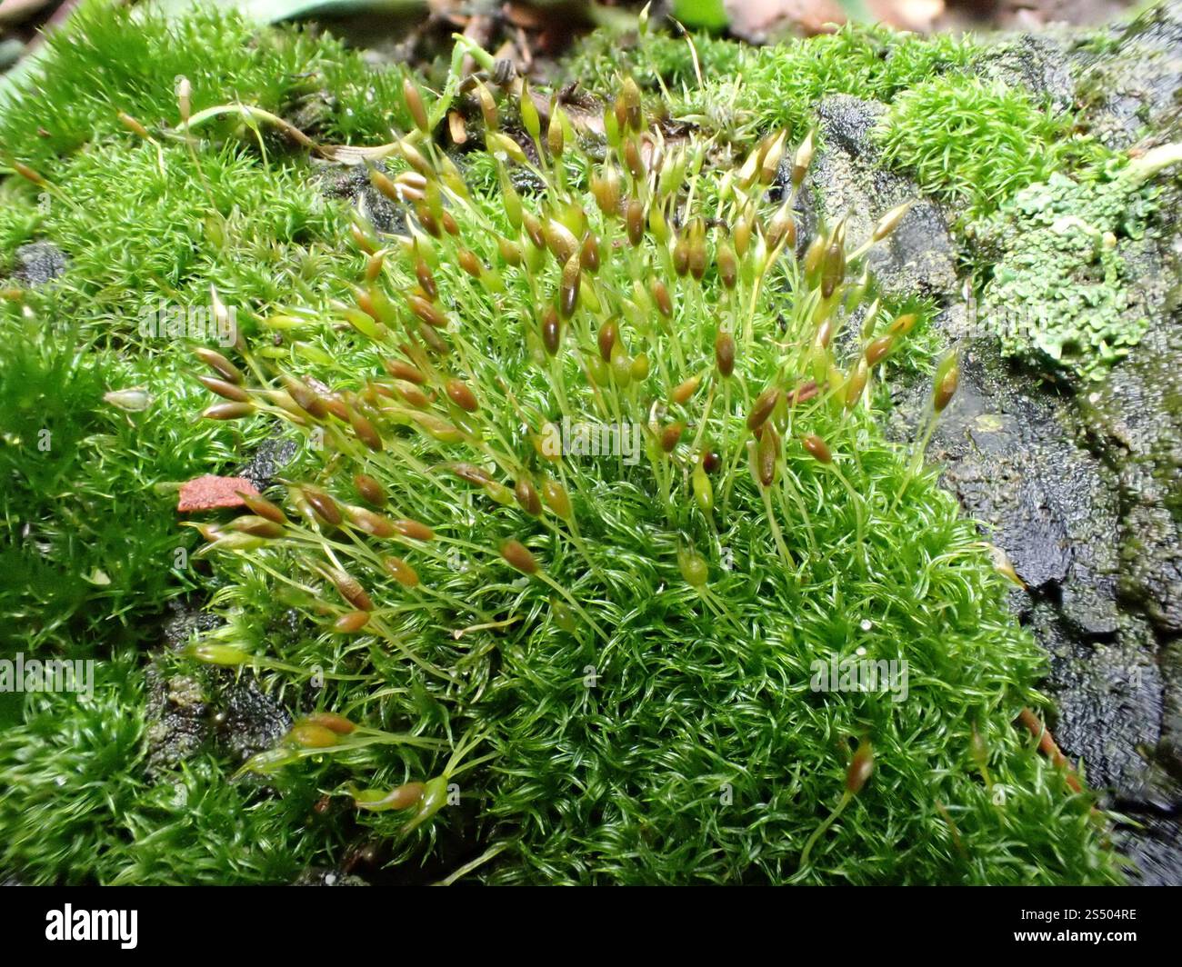 Common Pincushion (Dicranoweisia cirrata Stock Photo - Alamy