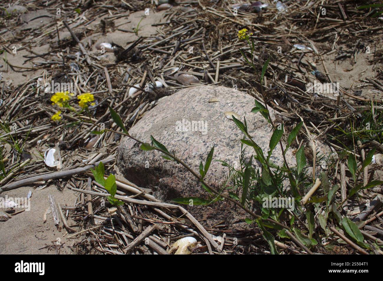 Amphibious Yellowcress (Rorippa amphibia Stock Photo - Alamy
