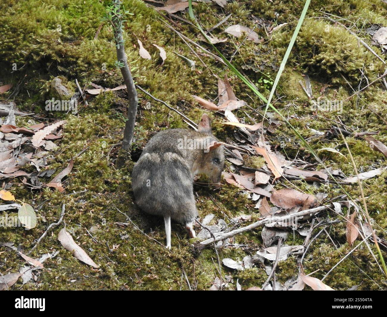 Eastern Barred Bandicoot (Perameles gunnii Stock Photo - Alamy