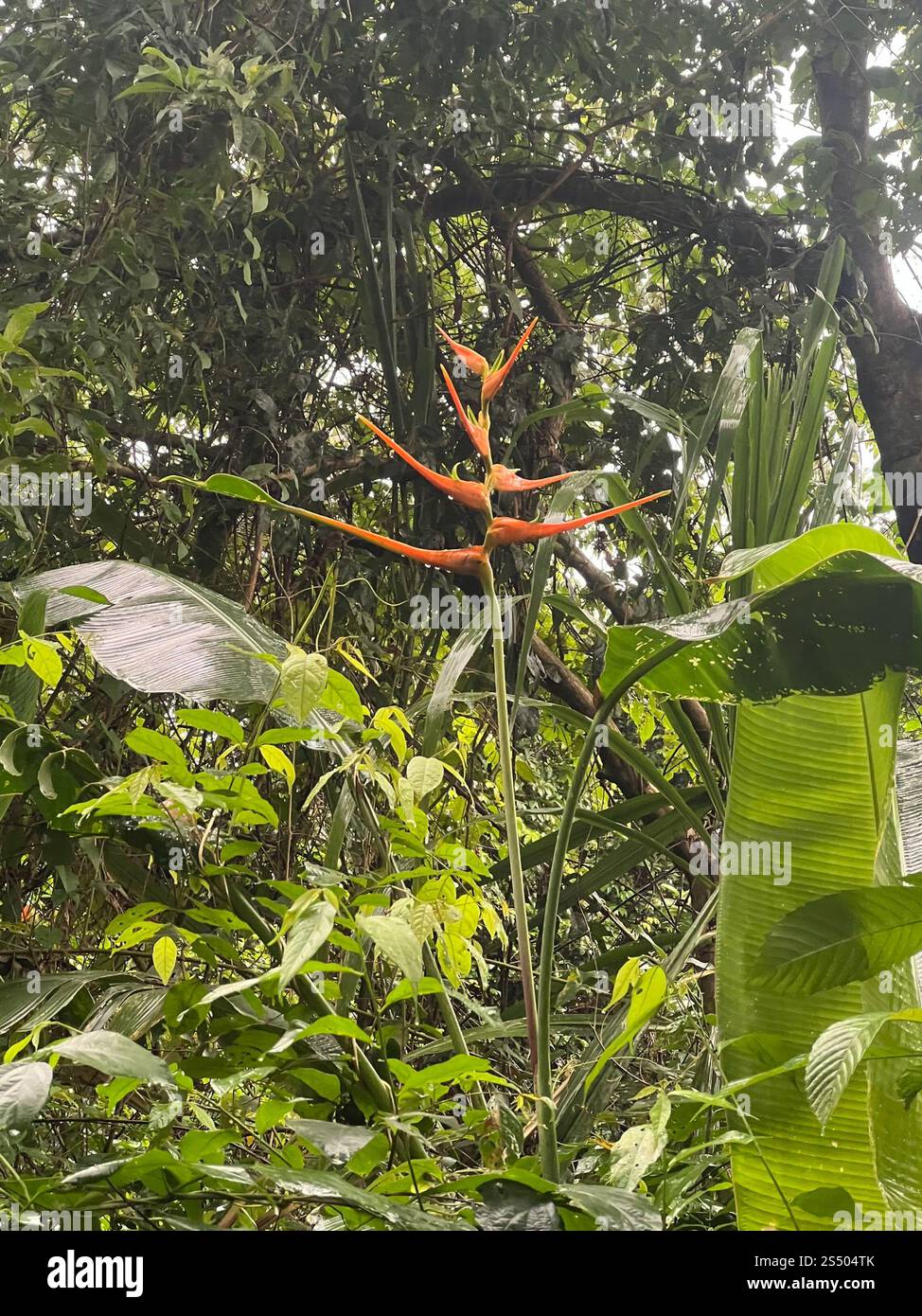 Expanded Lobsterclaw (Heliconia latispatha Stock Photo - Alamy