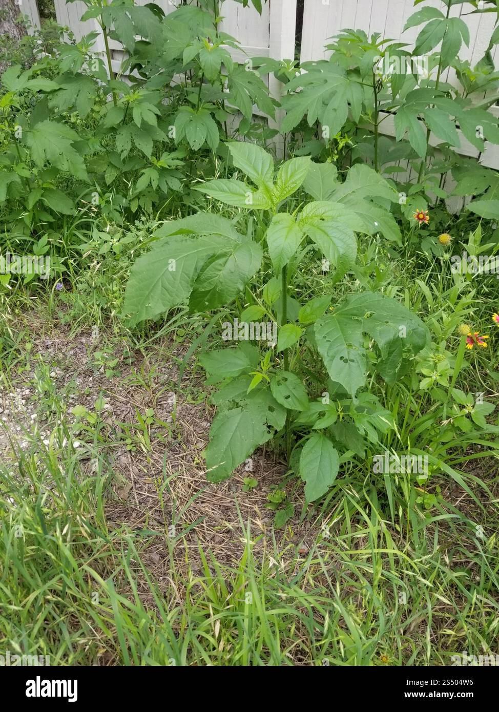 giant ragweed (Ambrosia trifida Stock Photo - Alamy
