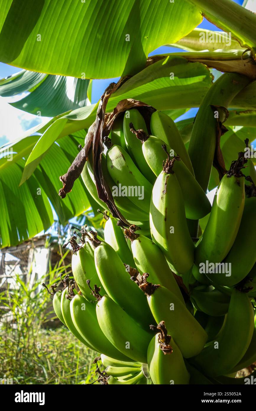 Banana tree detail in a tropical environment, easter island, Chile ...