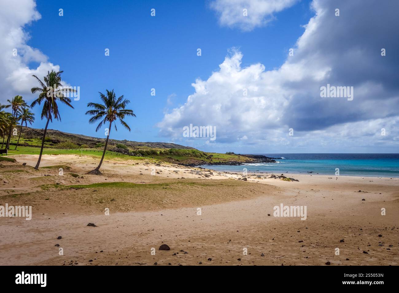 Palm trees on Anakena beach, easter island, Chile. Palm trees on ...