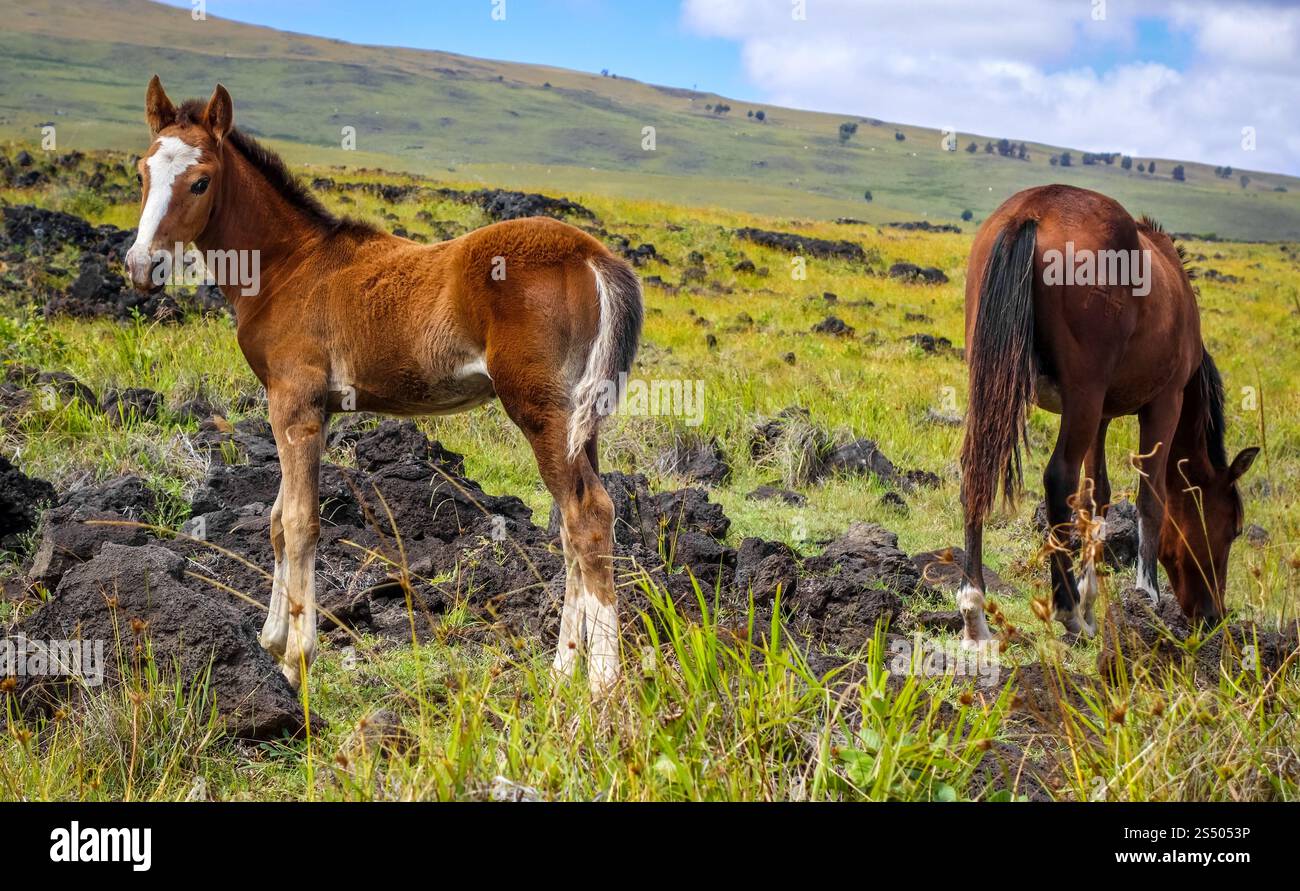 Horse in easter island field, pacific ocean, Chile. Horse in easter ...