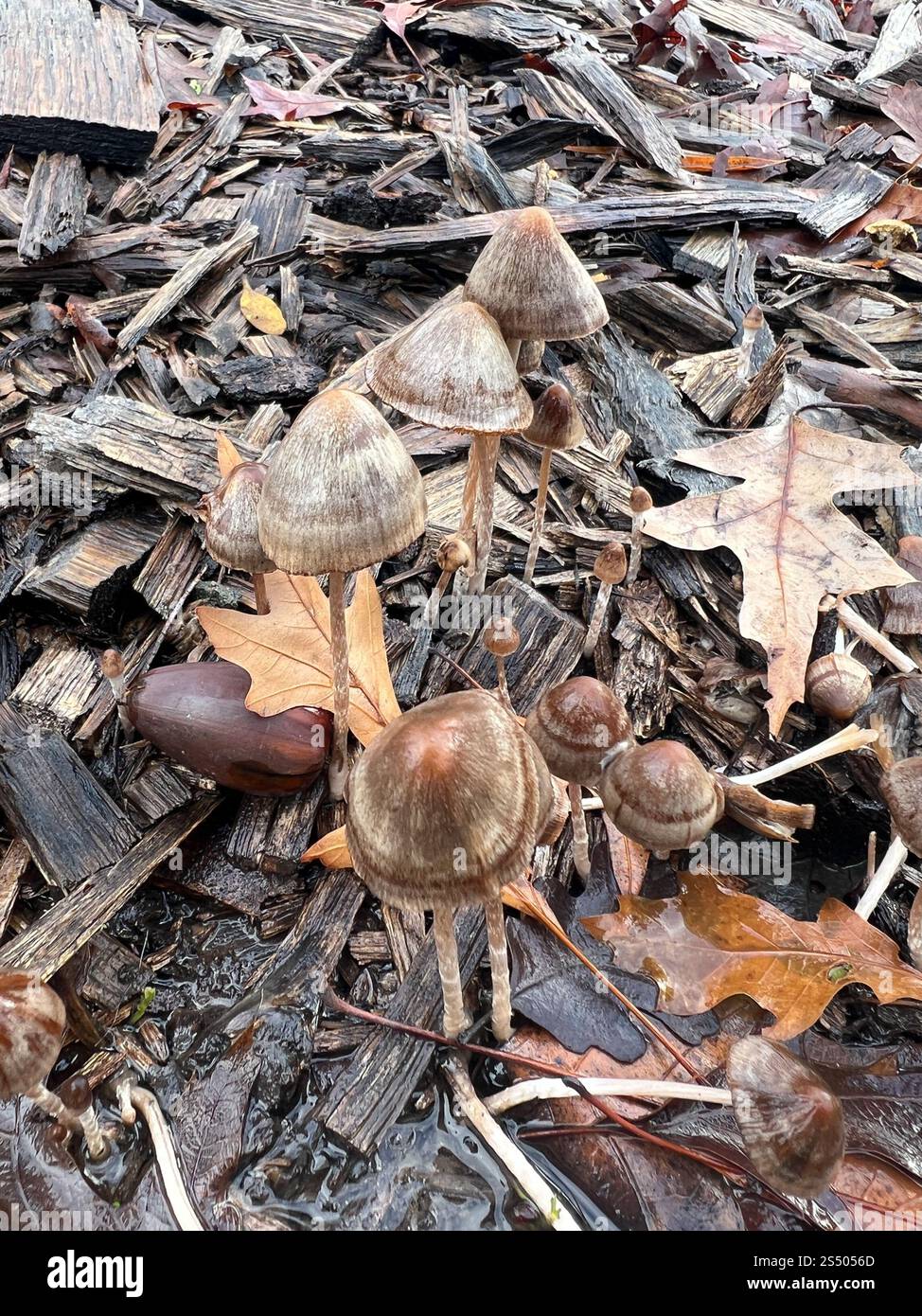 red edge brittlestem (Psathyrella corrugis Stock Photo - Alamy