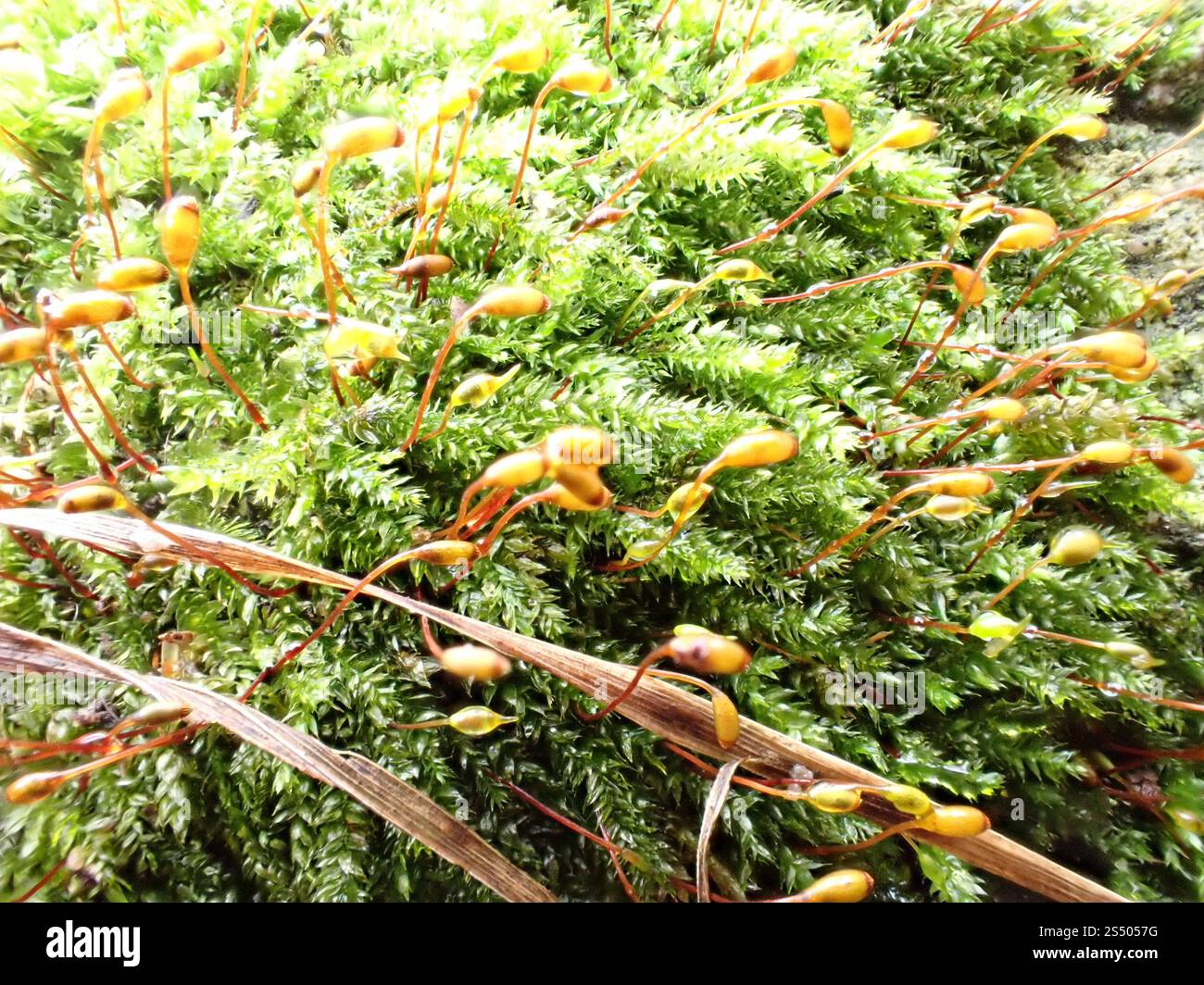 Clustered Feather-moss (Rhynchostegium confertum Stock Photo - Alamy
