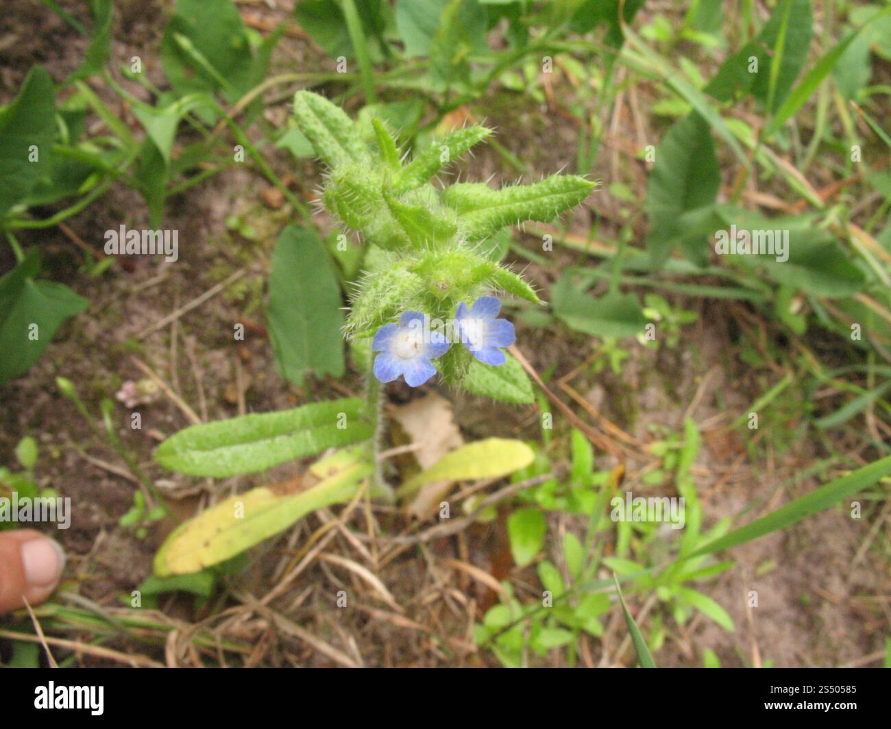 small bugloss (Anchusa arvensis Stock Photo - Alamy