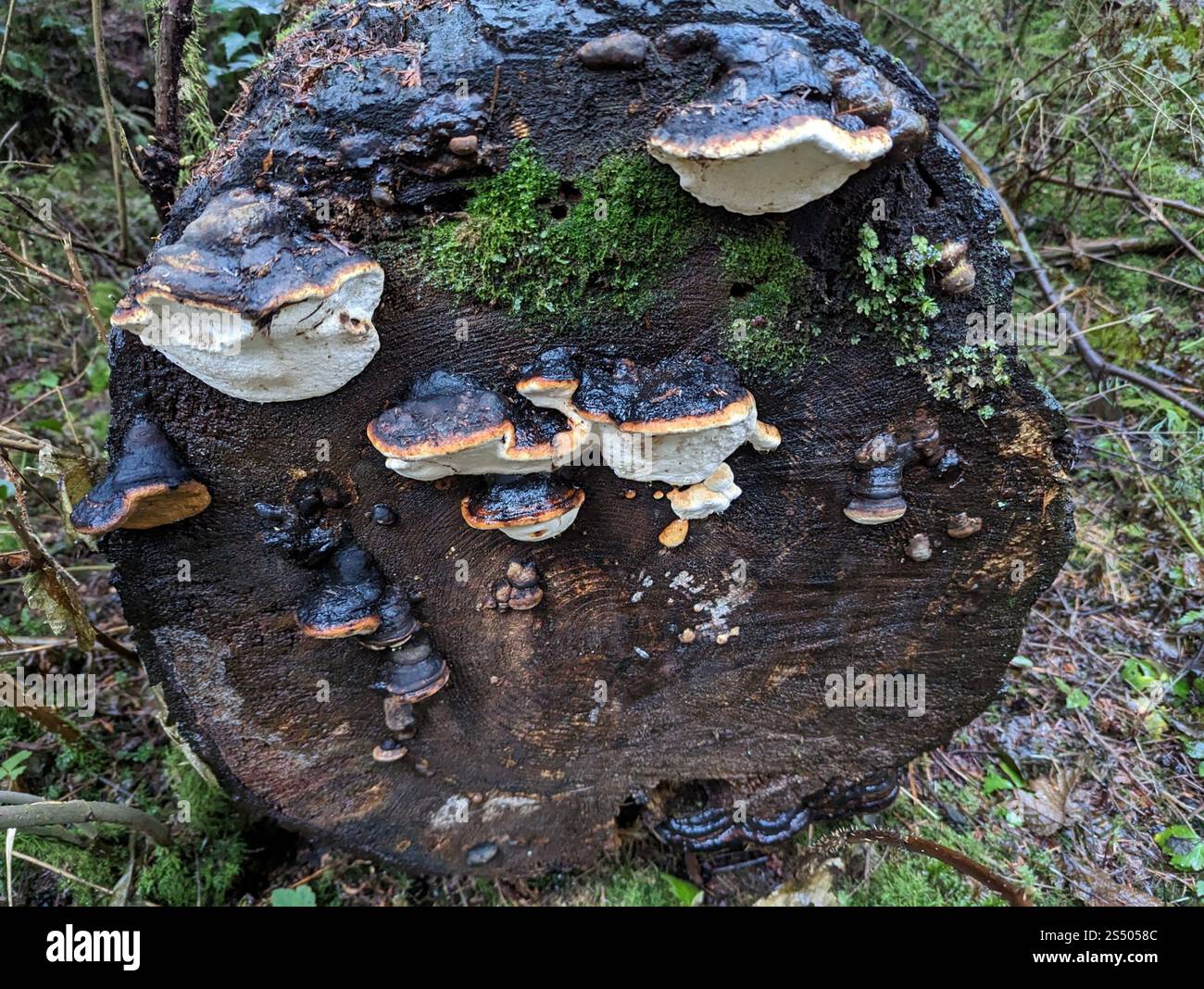 Northern Red Belt (Fomitopsis mounceae Stock Photo - Alamy