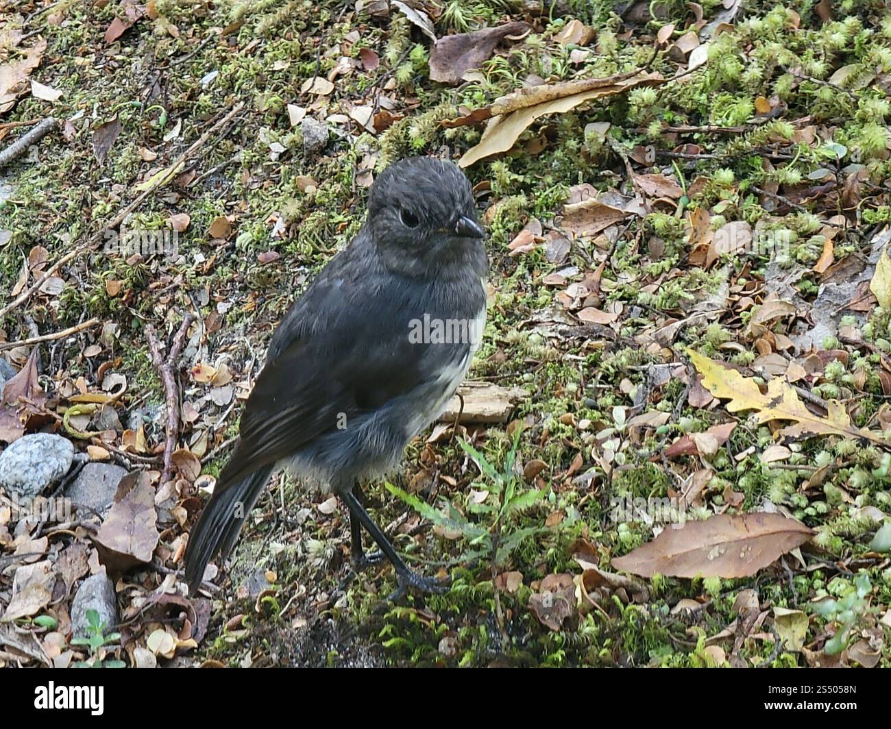 Mainland South Island Robin (Petroica australis australis Stock Photo ...