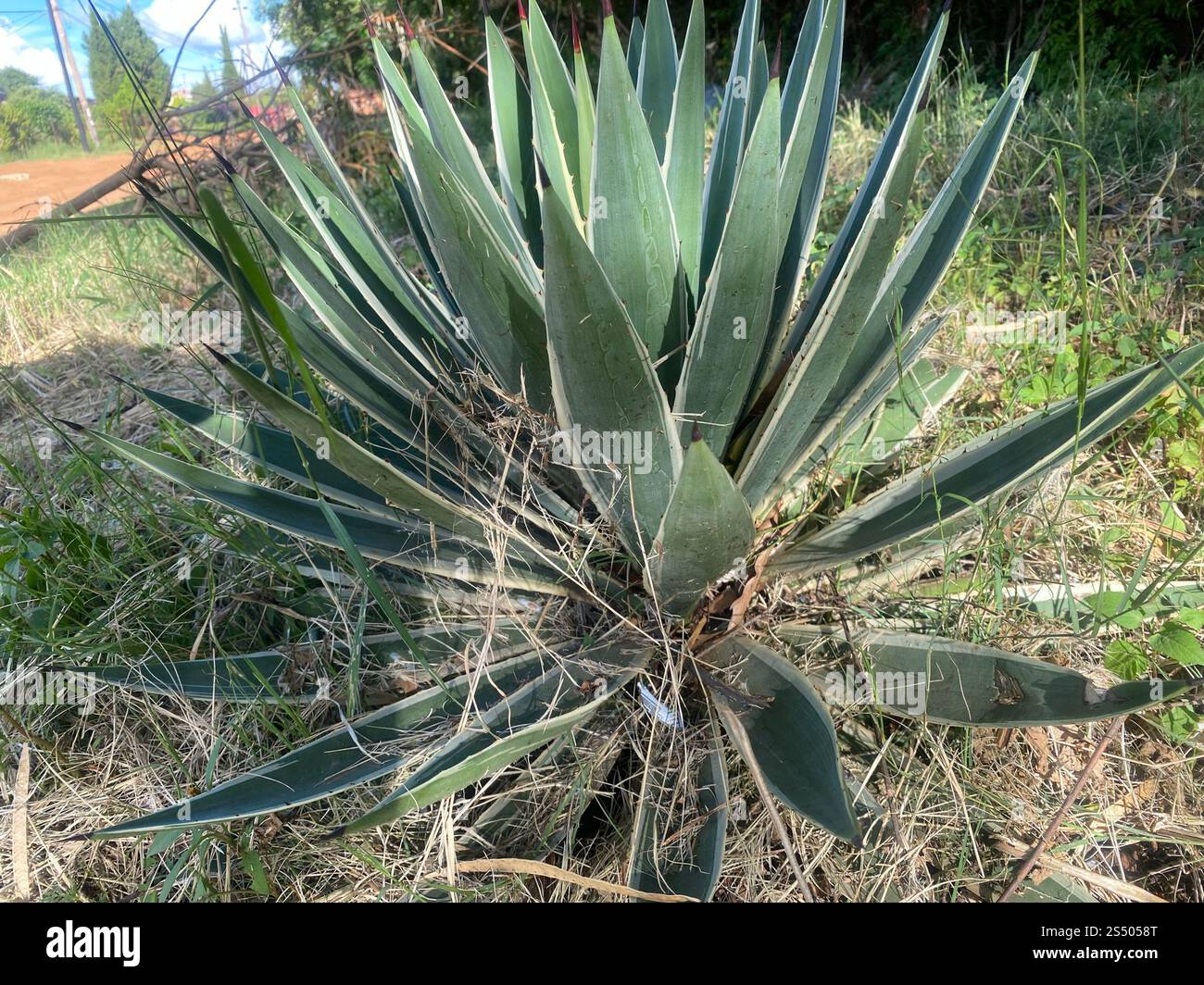 Caribbean Agave (Agave angustifolia Stock Photo - Alamy