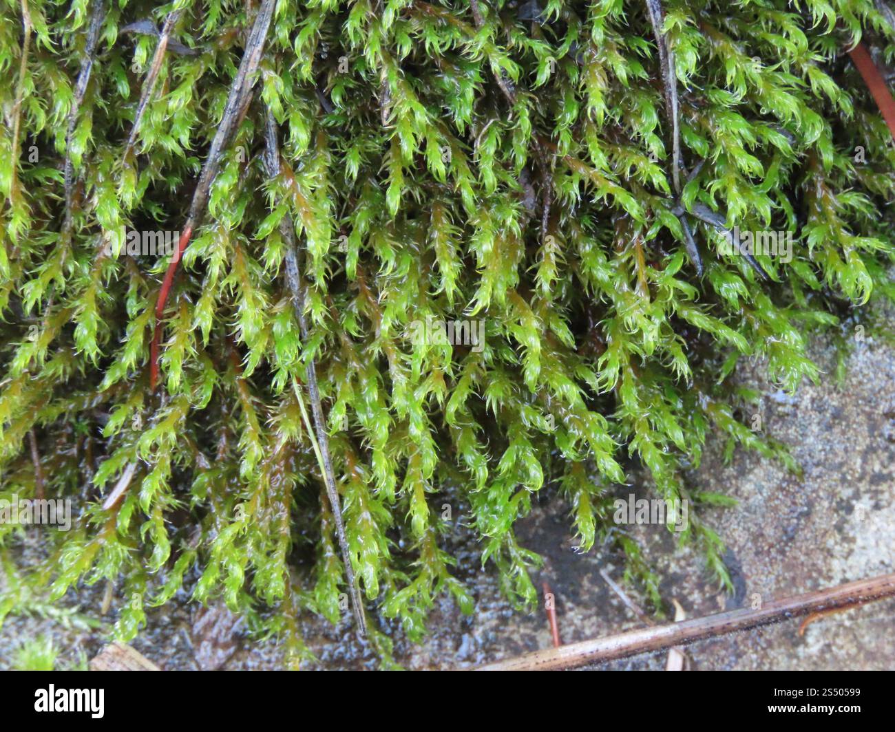 Rock Mosses (Grimmiaceae Stock Photo - Alamy