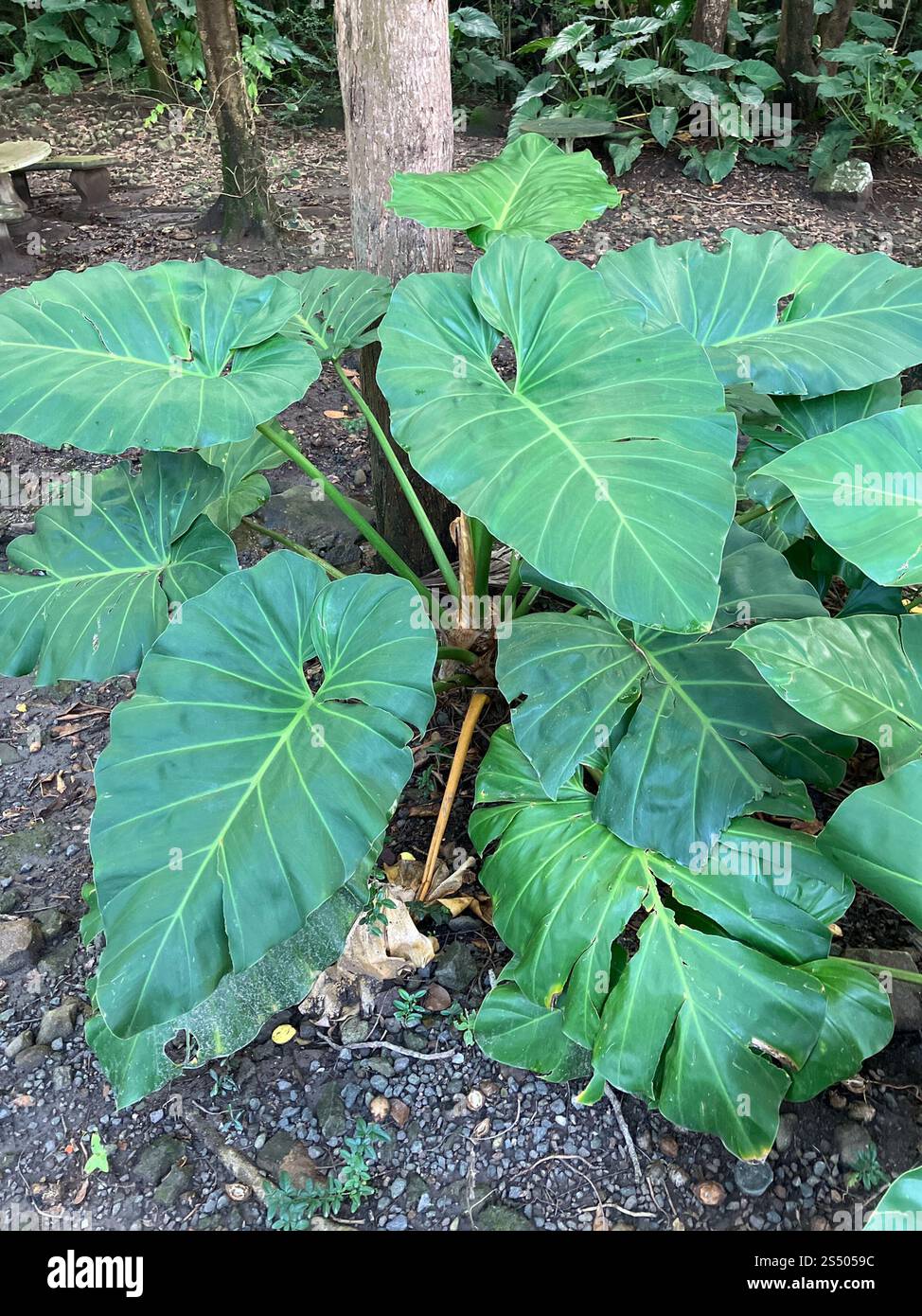 Giant Elephant Ear (Philodendron giganteum Stock Photo - Alamy
