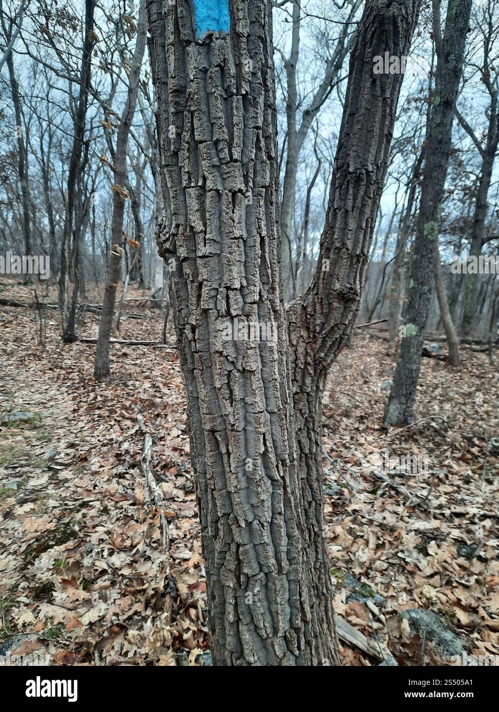 chestnut oak (Quercus montana Stock Photo - Alamy