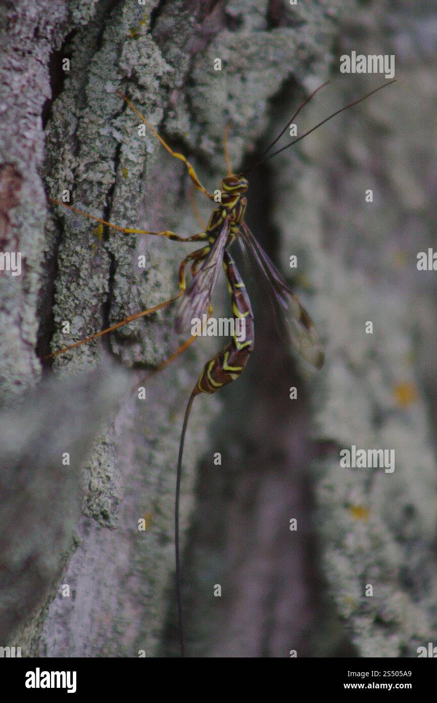 Long-tailed Giant Ichneumonid Wasp (Megarhyssa macrurus macrurus Stock ...