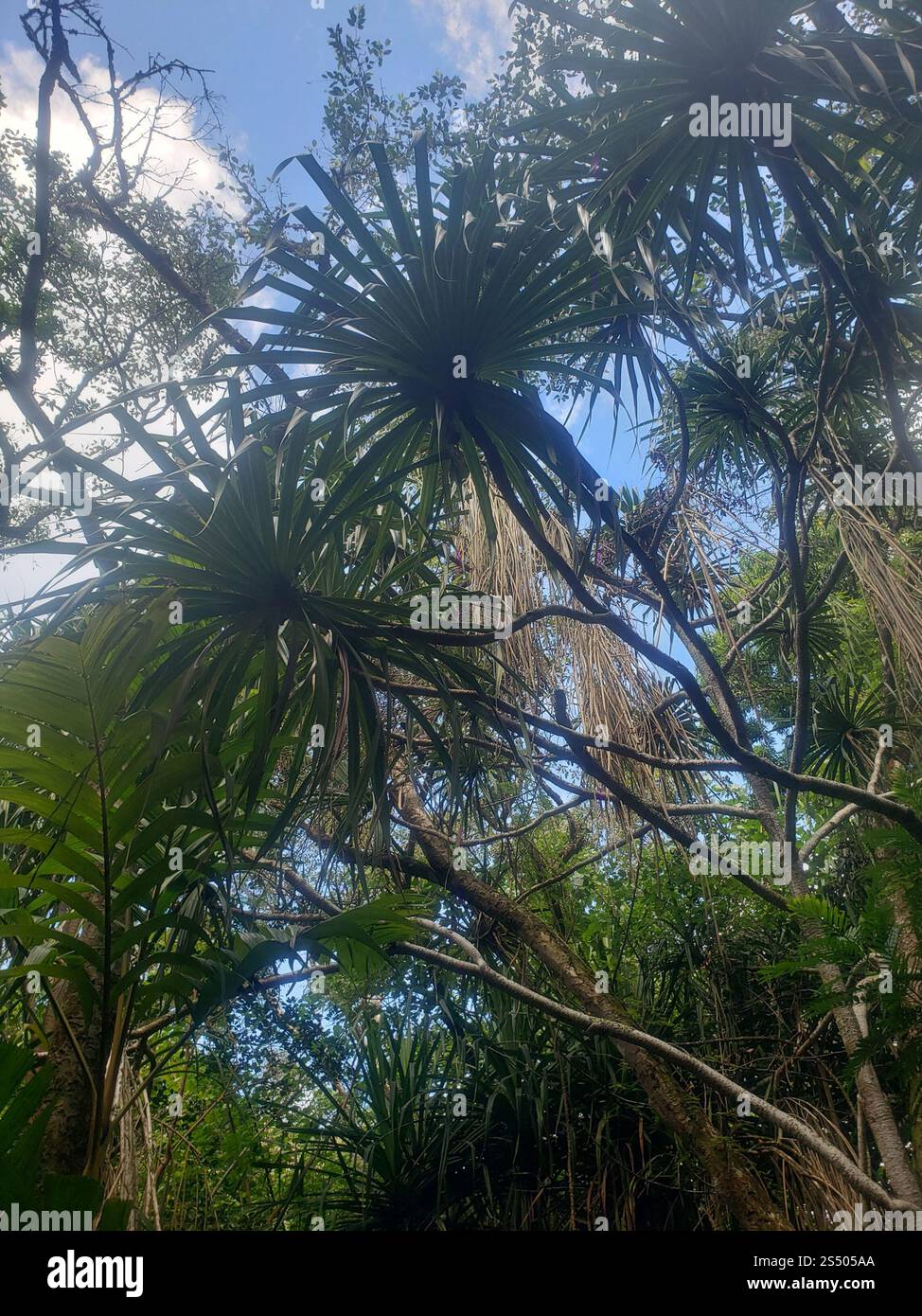 thatch screwpine (Pandanus tectorius Stock Photo - Alamy