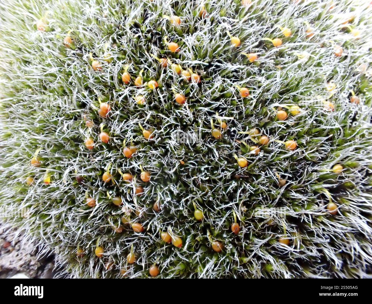 Orb Dry Rock Moss (Grimmia orbicularis Stock Photo - Alamy