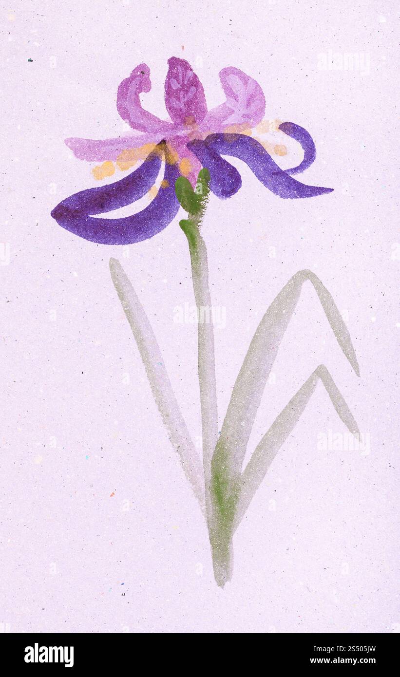 Iris flower drawing hi-res stock photography and images - Alamy