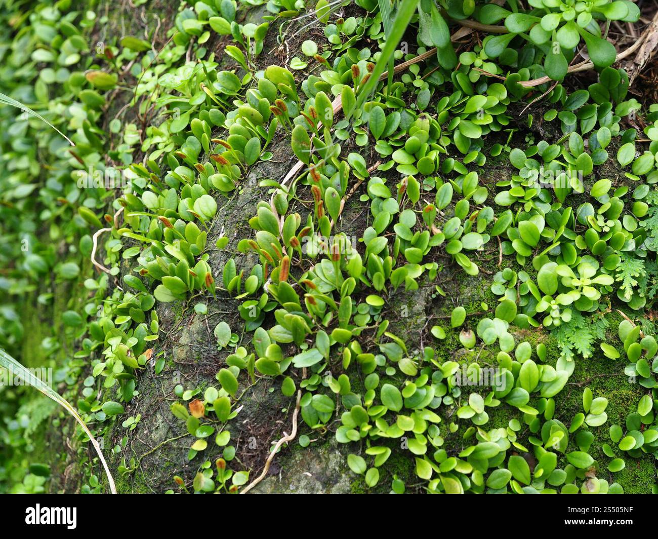 Green penny fern (Lemmaphyllum microphyllum Stock Photo - Alamy