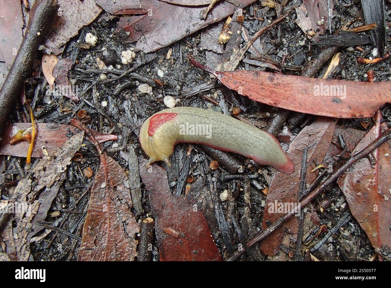 Red Triangle Slug (Triboniophorus graeffei Stock Photo - Alamy