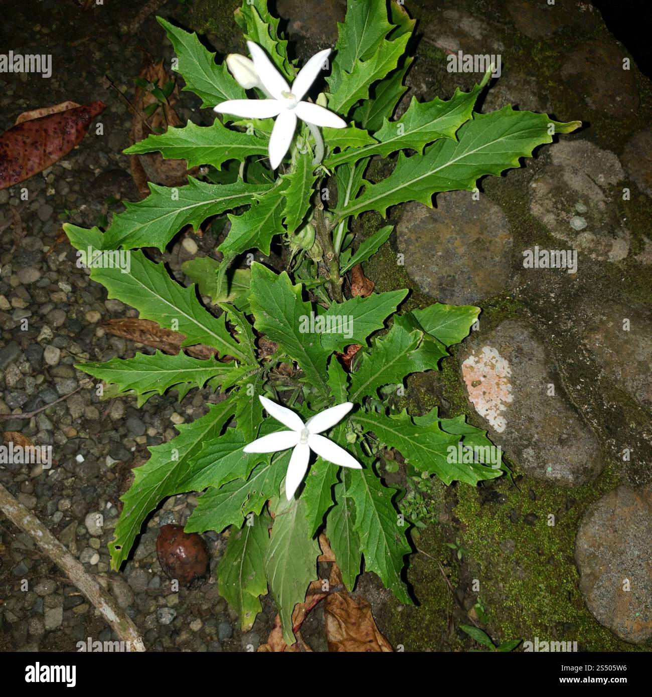 Star of Bethlehem (Hippobroma longiflora Stock Photo - Alamy