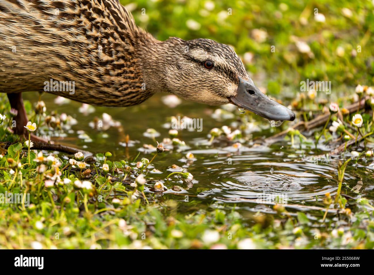 Mallard drinking from a puddle hi-res stock photography and images - Alamy
