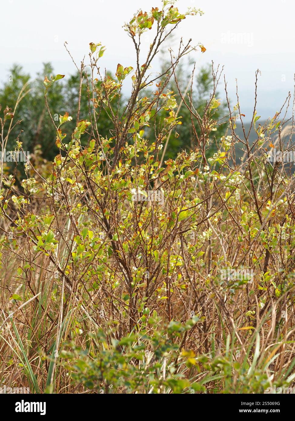 sapphire-berry (Symplocos paniculata Stock Photo - Alamy